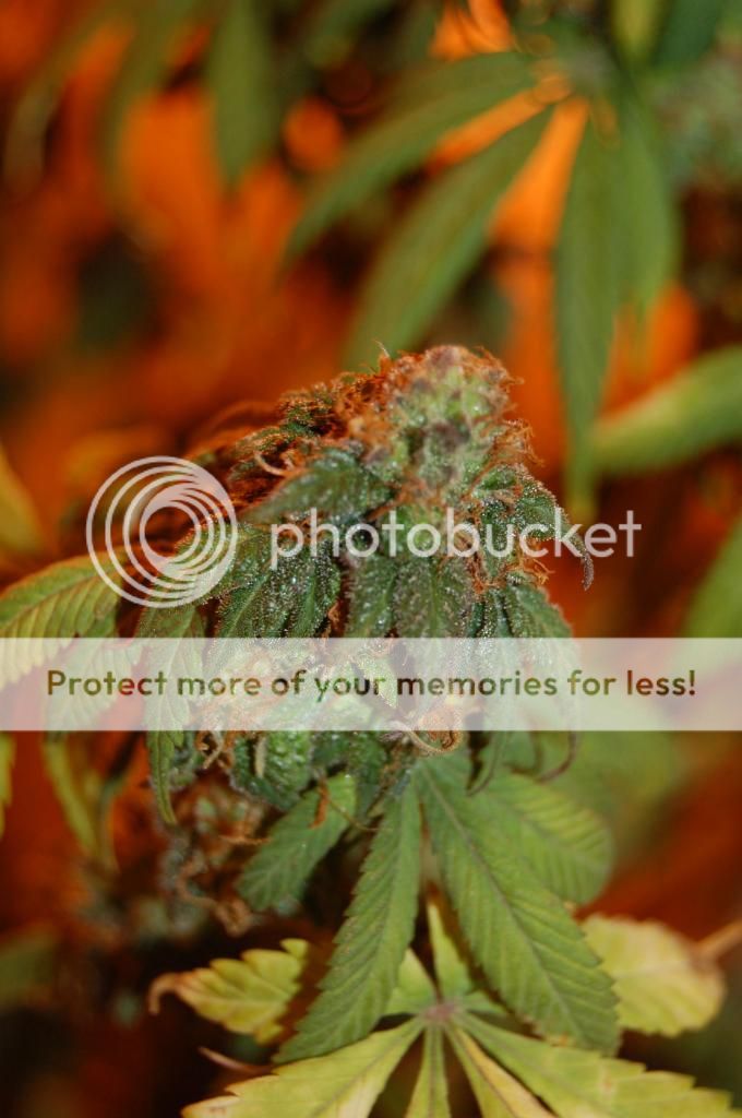 Afghan and Mango ready for harvest? | Rollitup