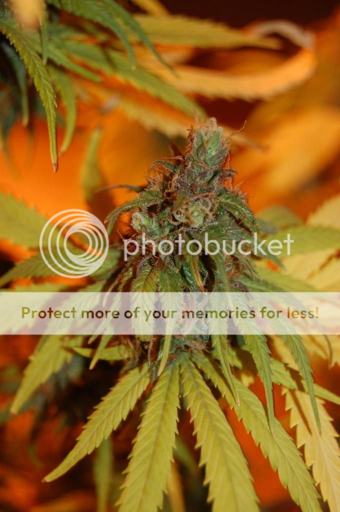 Afghan and Mango ready for harvest? | Rollitup